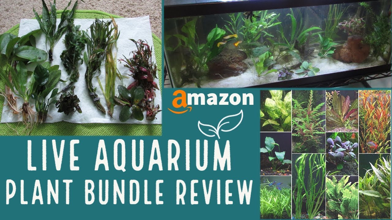 Amazon's Florida 10 Species Live Aquarium Plants Bundle Review