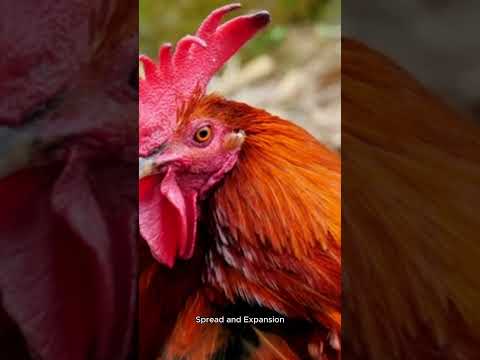 The origin of the chicken