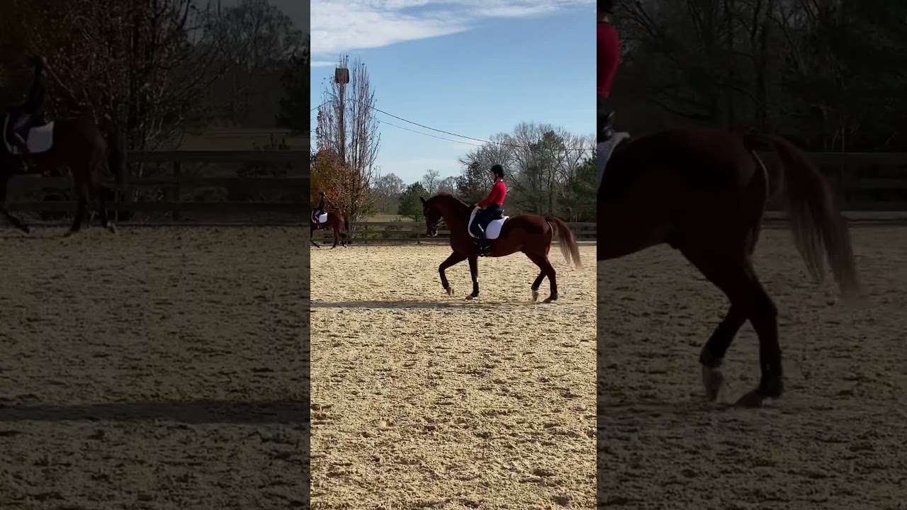 Medium trot across the diagonal- Expert ACB