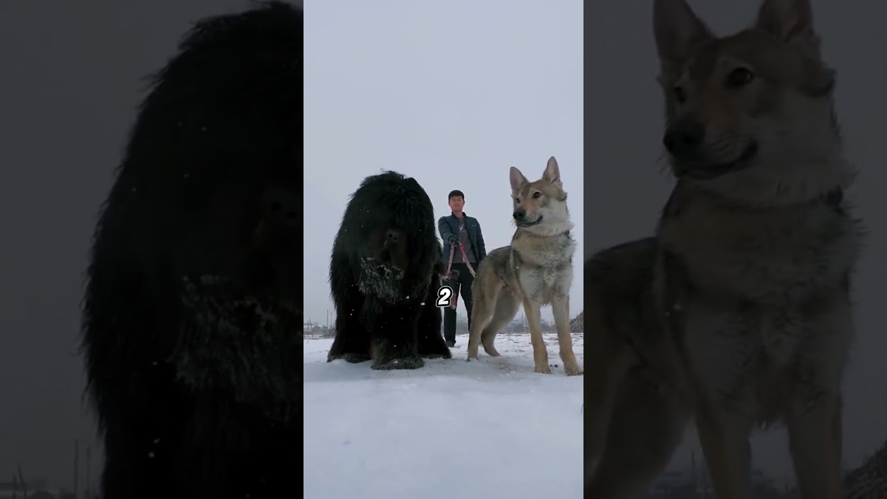 Meet the Dogs That Even Wolves Fear!