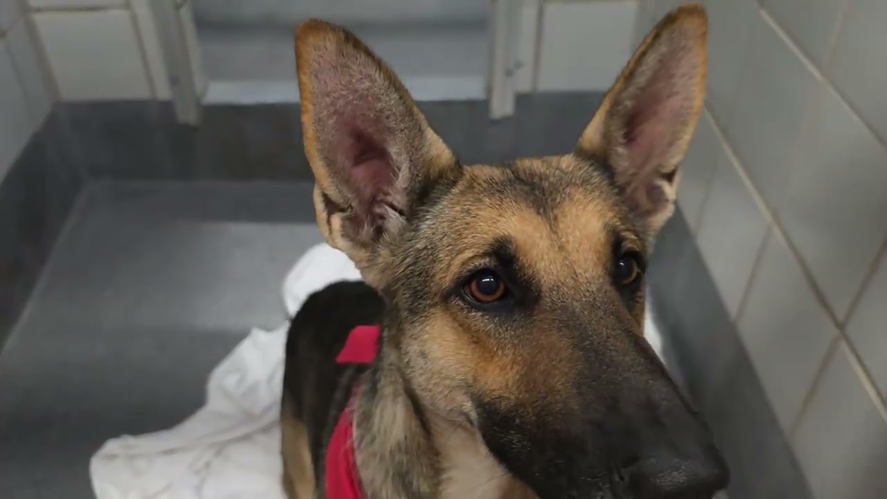Acs A806488