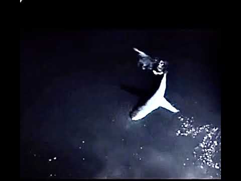 The Shark Movement.