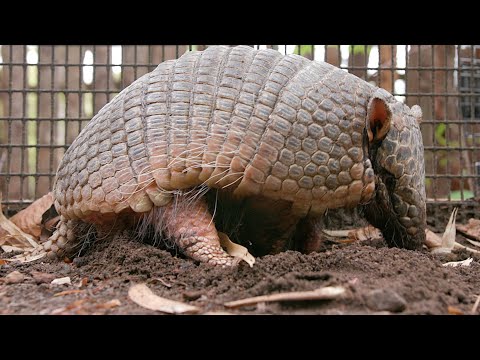 Armadillo | Paws for a Minute