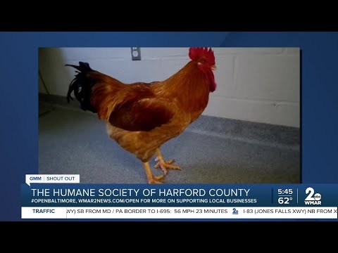 Squash the Rhode Island Red rooster is up for adoption at the Humane Society of Harford County