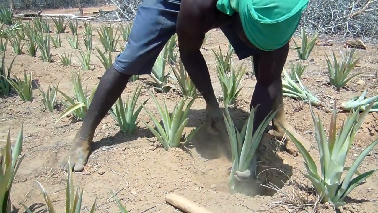 Malindi Pineapple Orchards - Planting pineapples