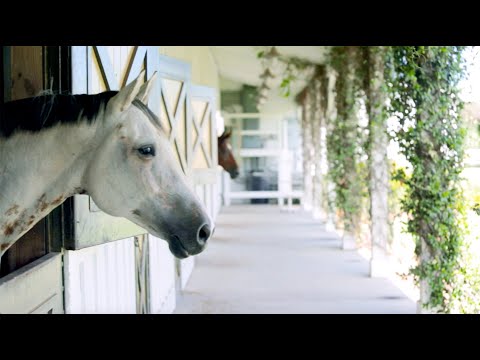 SCAD equestrian