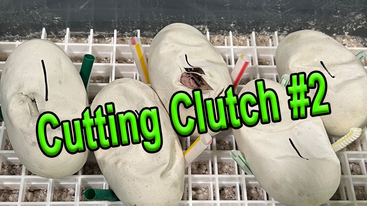 Egg Cutting Ball Python Clutch #2