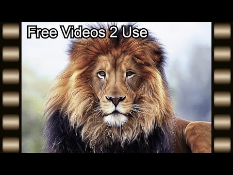 Lion Videos Free For Commercial Use, Copyright Free Video,Free 2 Use Videos - Creative Commons #1