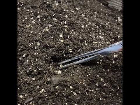 How to Plant a Seed? Direct Sowing Cannabis Seeds in Soil. Remember, Pointy end down!