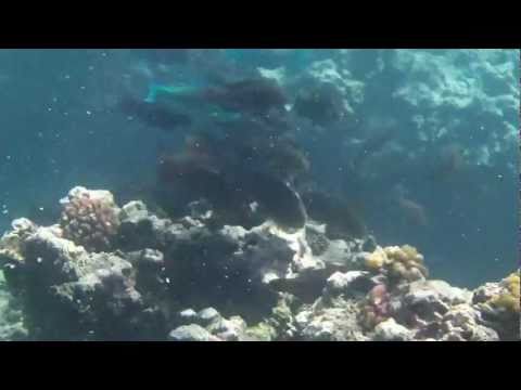 Steam Community :: Video :: Plongée libre club med la pointe au ...