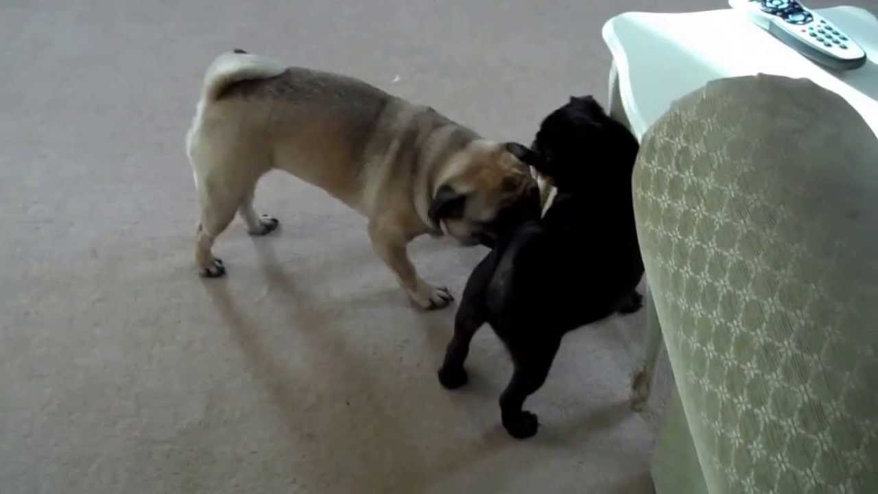 Winnie & Nelson Pug