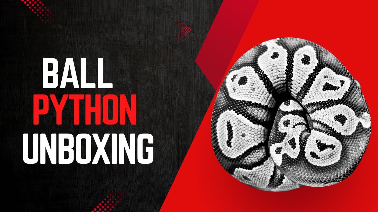 Ball Python Unboxing from dsballsandexotics!!!