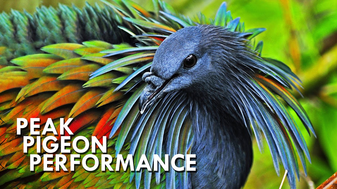 Nicobar Pigeon: The Closest Living Relative Of The Dodo