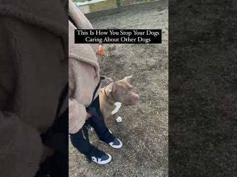How To Stop Dog Reactivity
