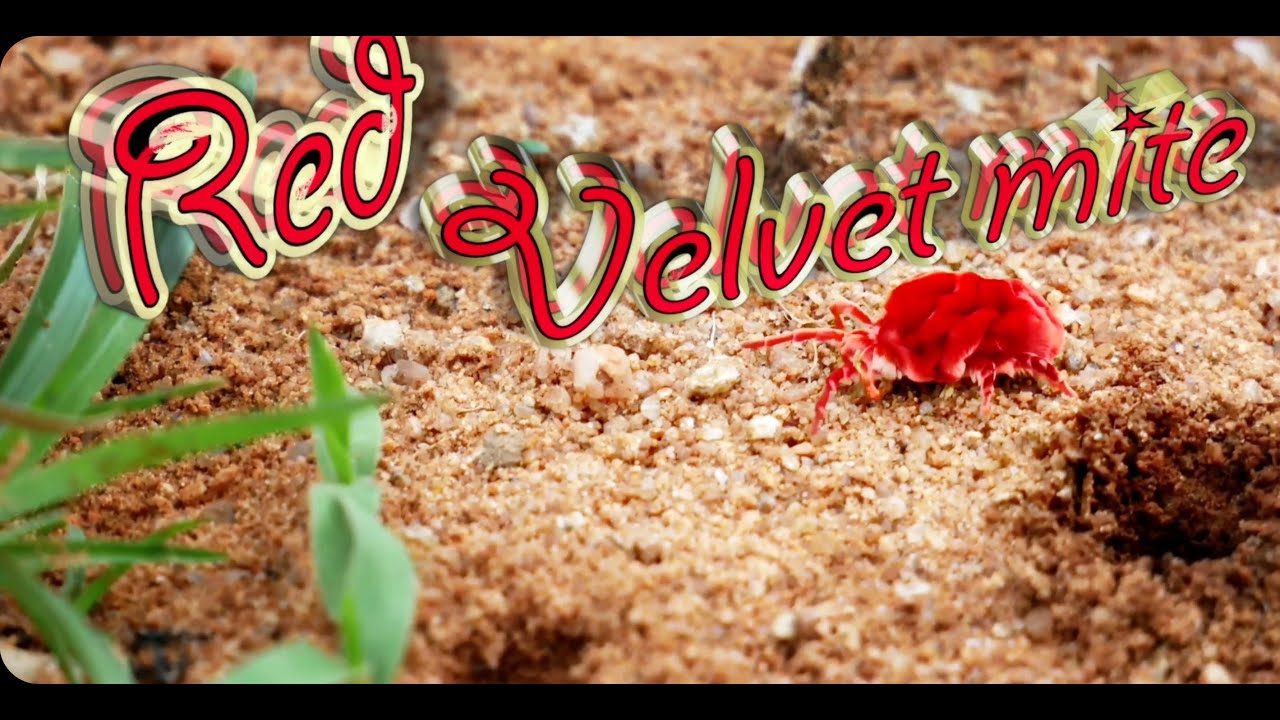 Red Velvet Mites documentary