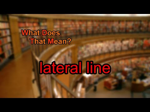 What does lateral line mean?