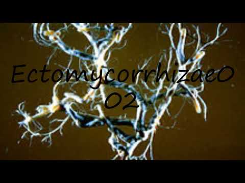 How to pronounce Ectomycorrhizae002 in English?