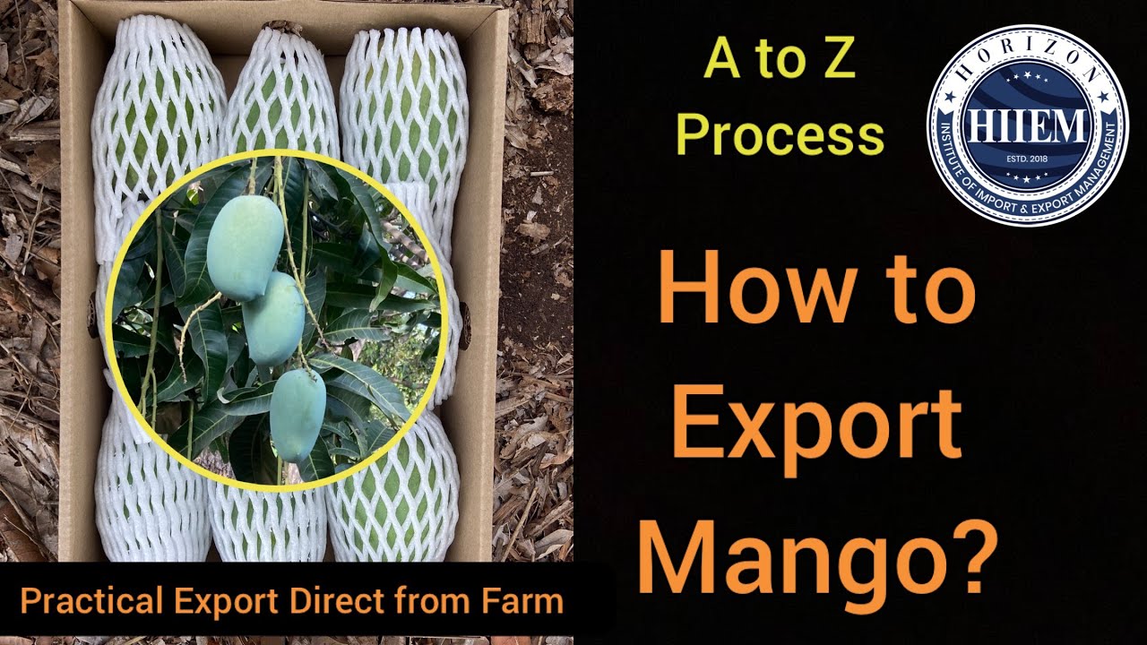 A Comprehensive Guide to Mango Export from India | Galaxy.ai