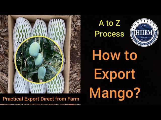 A Comprehensive Guide to Mango Export from India | Galaxy