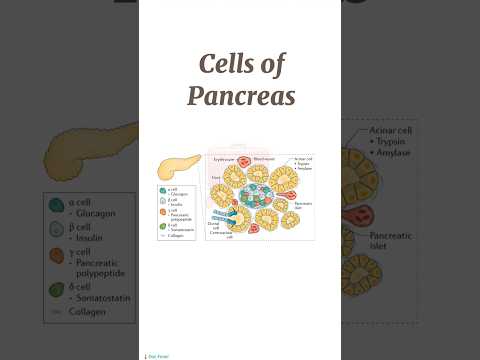 Pancreas cells #alpha#beta#cells#pancreas#insulin#glucagon#gamma#medical#physiology#function#mbbs