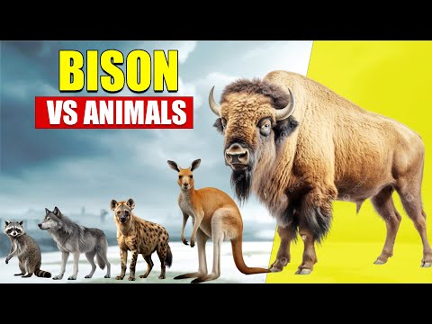 Bison vs All Animals | Size Comparison 2025