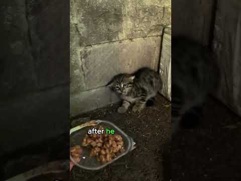 From Fear to Friendship: Unbelievable Transformation of a Feral Cat