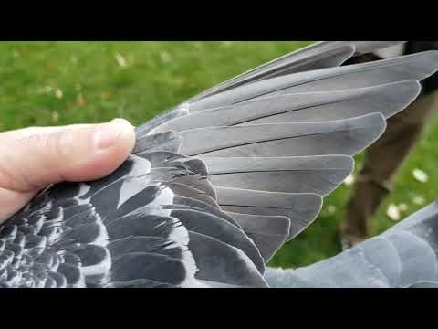 Long distance 700-1000 km - Leo Heremans | Racing homer Pigeon