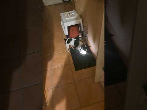 7681. Off lead seek turn off light re-cue light heel sit cue close sit home 20 June 2025 AK