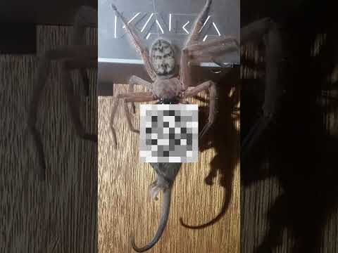 Phobia Check: Arachnophobia PT2 | Find Your Phobia