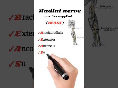 Radial nerve muscles supply