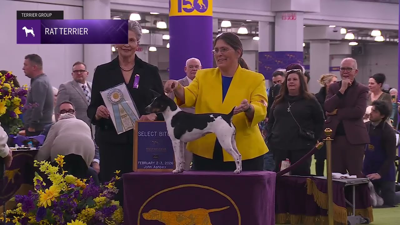 Rat Terriers | Breed Judging 2026