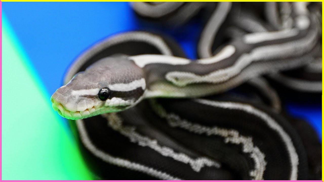 Black Axanthic Project - TOTAL GAME CHANGER! | #Hetflix 104
