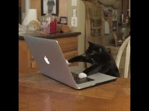 Some Cat GIFs! (on the internet)
