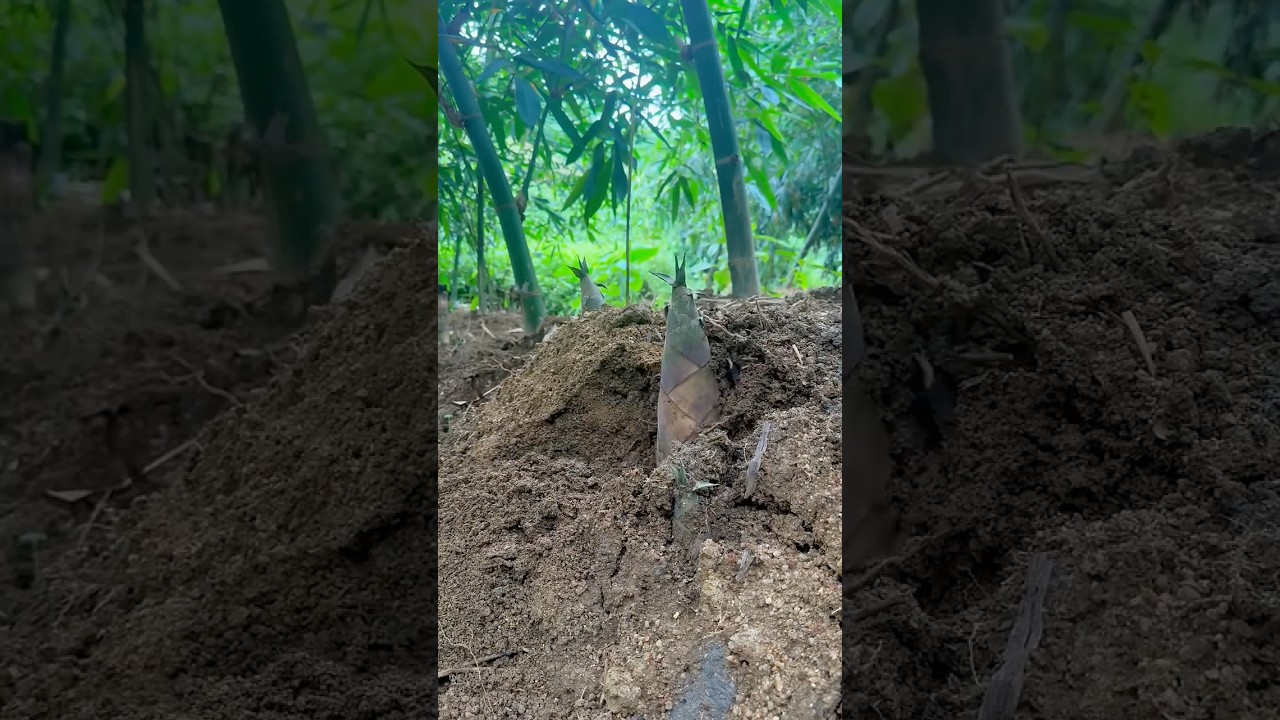 Freshly Dug Bamboo Shoots #trending #farming #amazing #bamboo #viral #fruit #farmlife #wildlife