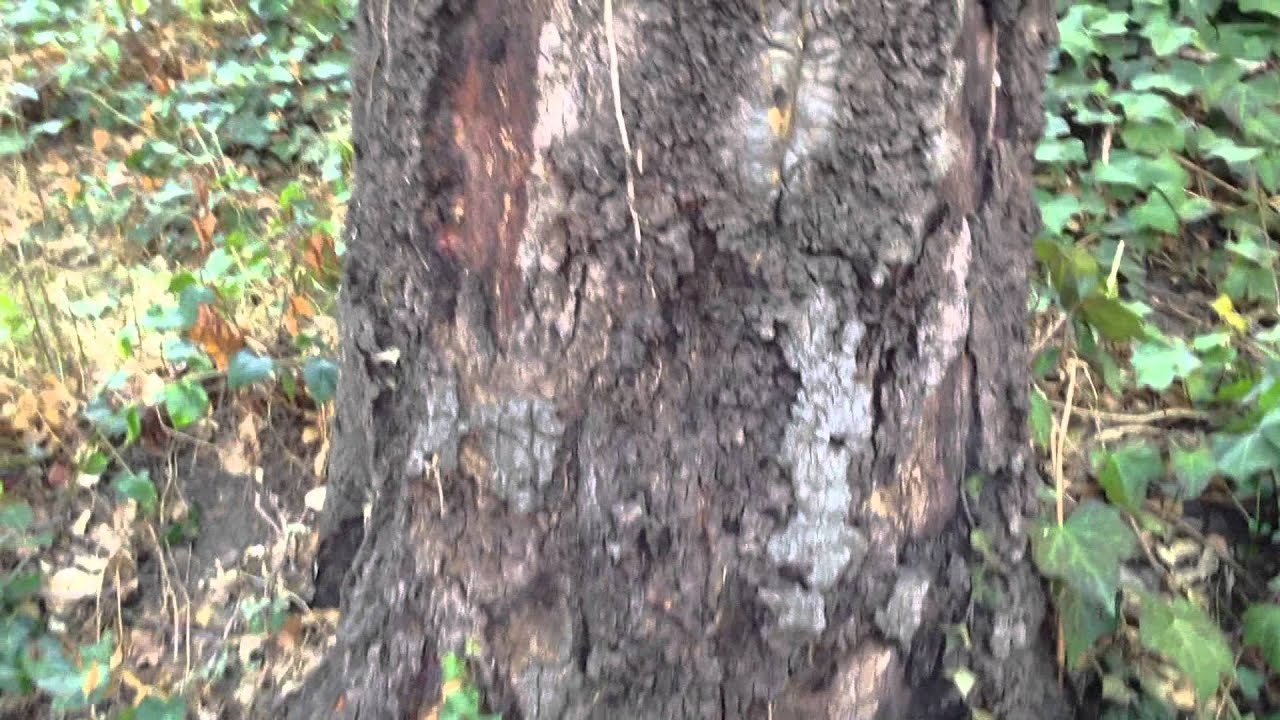 Dangerous Oak Tree--or is it?