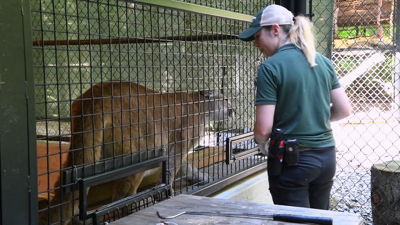 Cougar Blood Draw
