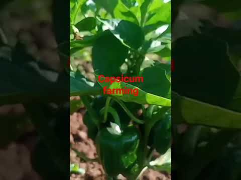 How to be millionaire through capsicum farming in Kenya