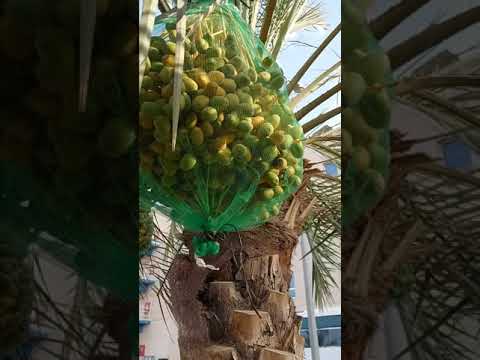 Dates Farm | Saudi Arabia
