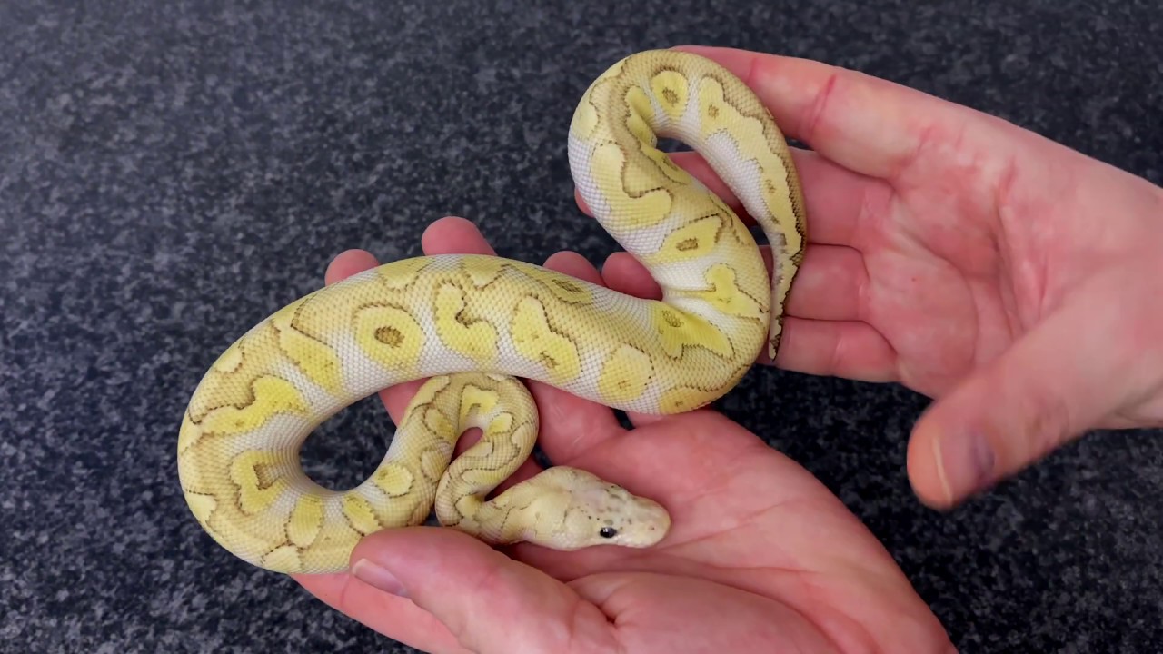 Mega Ball Python Hatchlings! Inc Clown Combo's