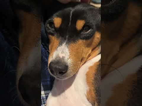 Beautiful Basenji Stares Into Your Eyes #barkless #basenji #dog