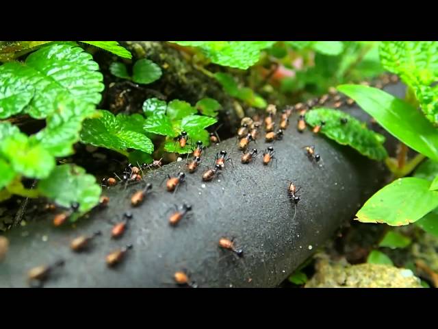 What Is Bio Inspired Computing Models Ai Basics Ai Online Course