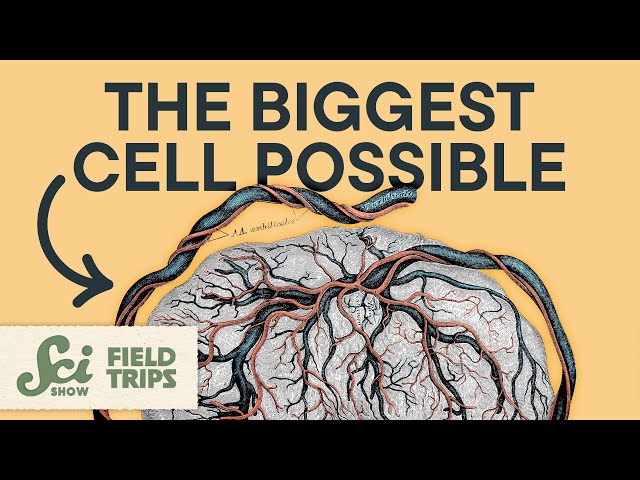You Had a Cell Larger Than a Bedsheet: Exploring the Giant ...