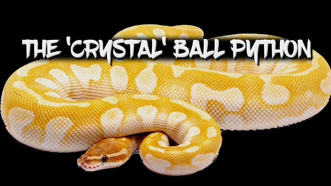 The Amazing 'Crystal' Ball Python!