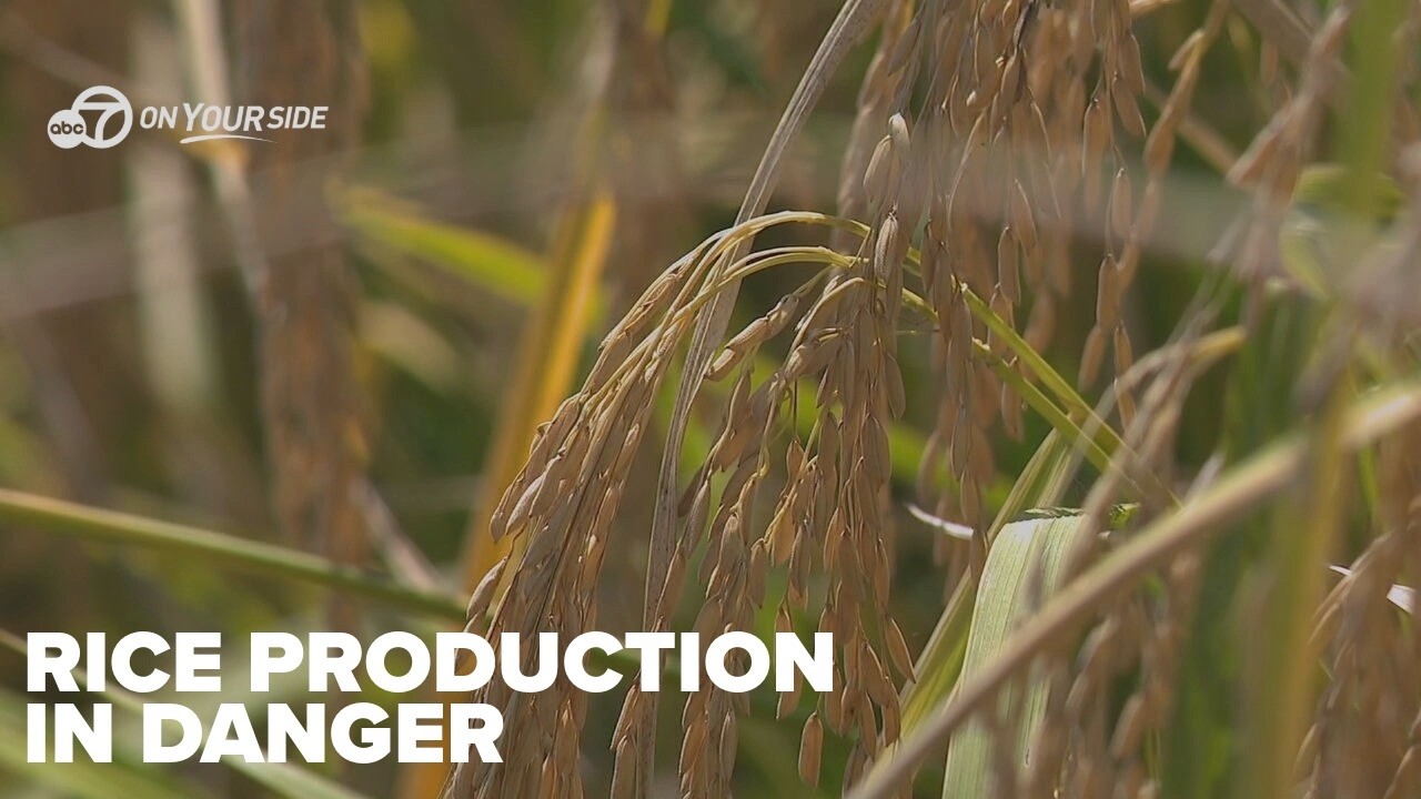 Low prices push Arkansas rice industry toward crisis, 30% planting cut expected