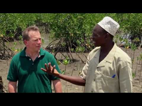 Toshiba TEC UK: Carbon Zero - Mangrove Re-forestation