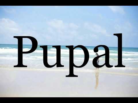 How To Pronounce Pupal๐๐๐๐๐๐Pronunciation Of Pupal