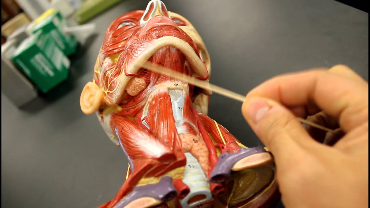 MUSCULAR SYSTEM ANATOMY:Muscles of the neck model description