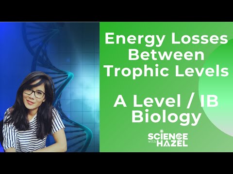Energy Losses Between Trophic Levels | A LEVEL & IB BIOLOGY