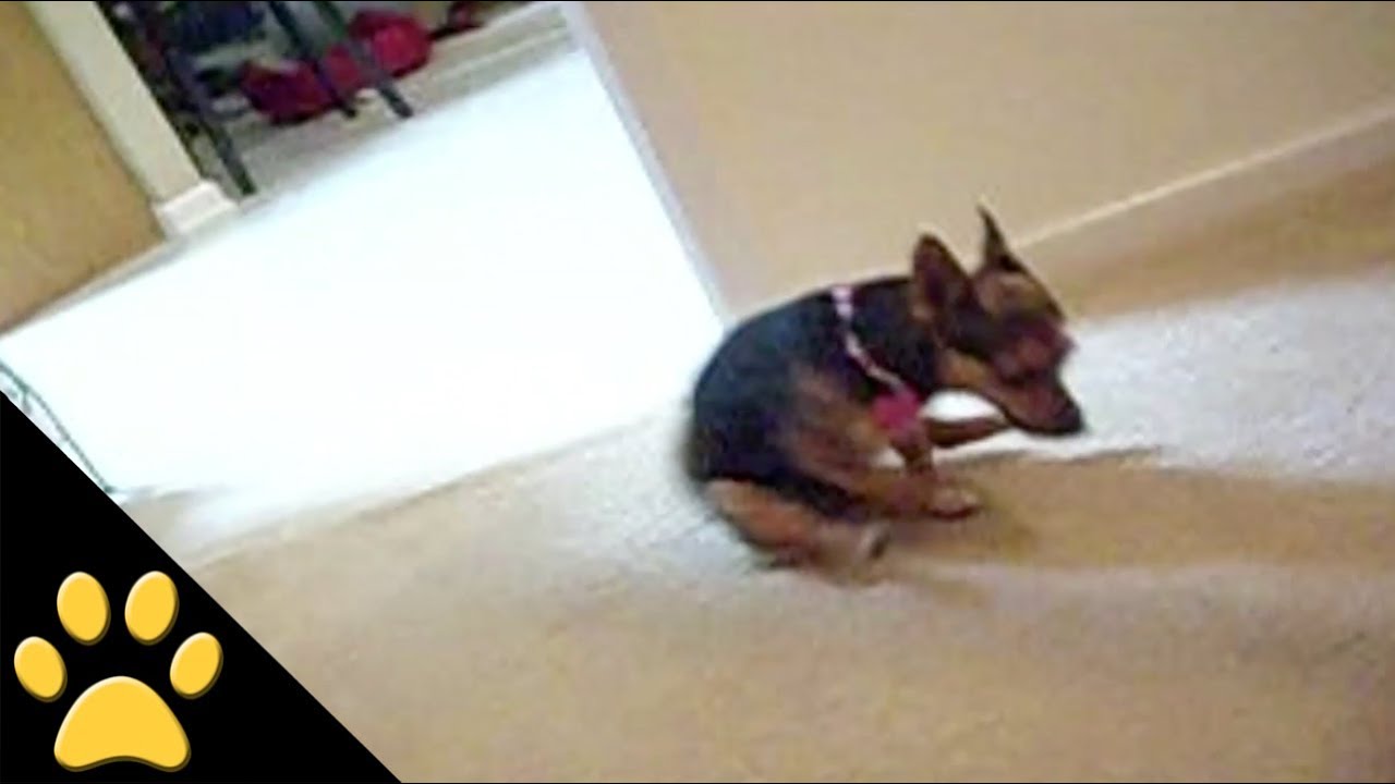 Little Dog Ruins Carpet