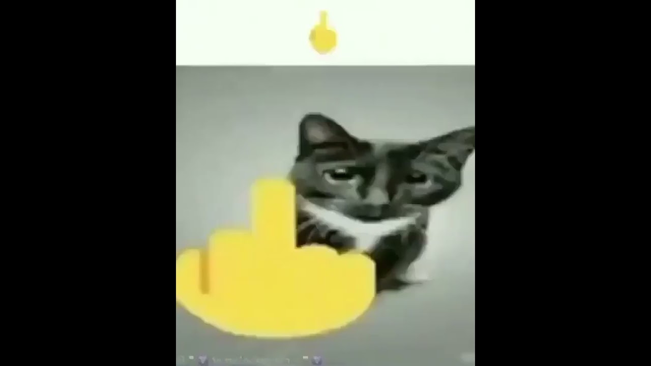 cat middle finger